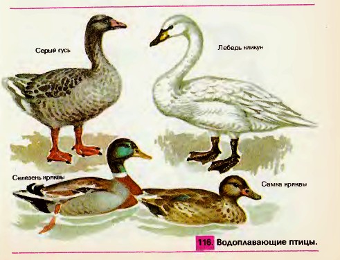 M503A | Пикабу