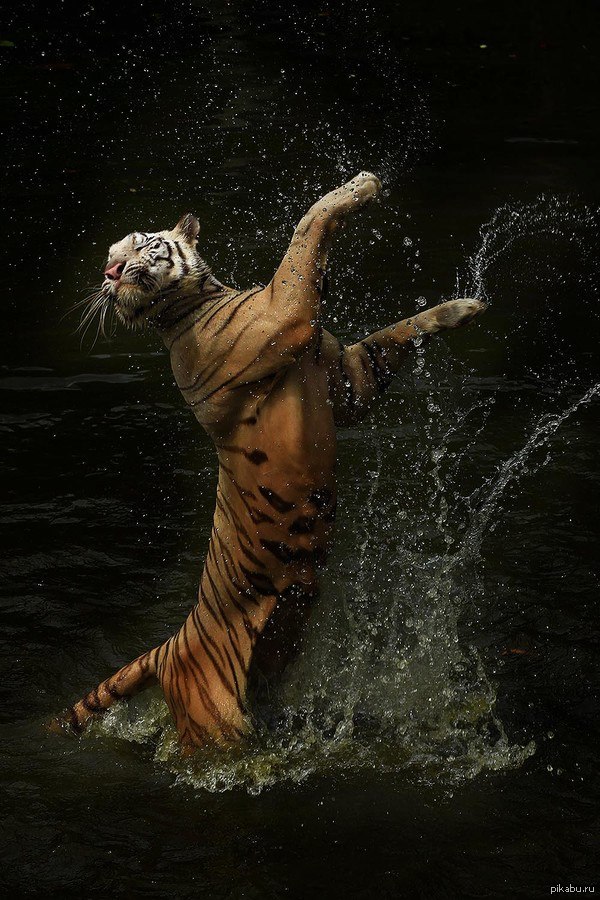 Dancing Tiger | Пикабу