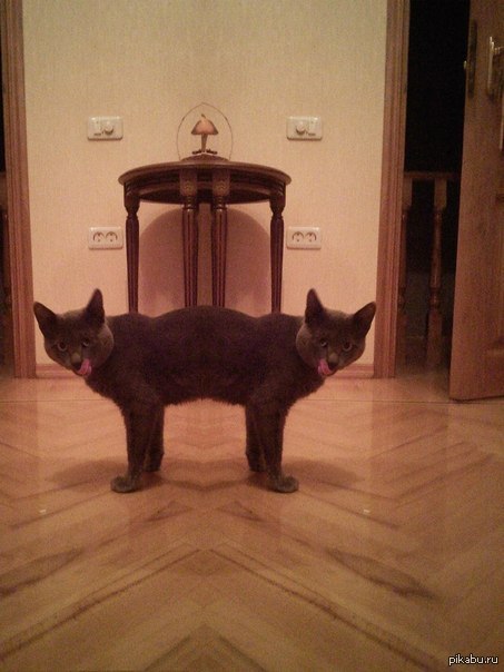 котокот, не минусуйте плз | Пикабу