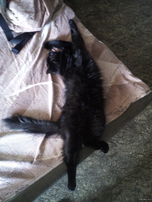 Котан | Пикабу