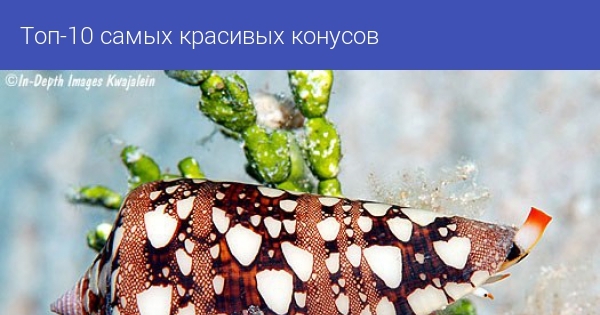 Топ-10 самых красивых конусов | Пикабу
