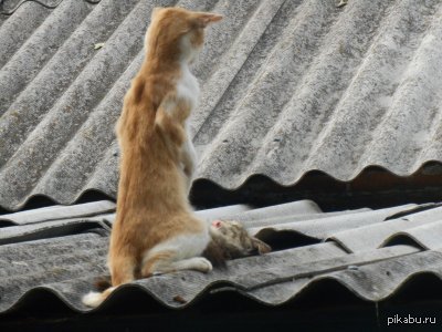 Коты на крыше | Пикабу