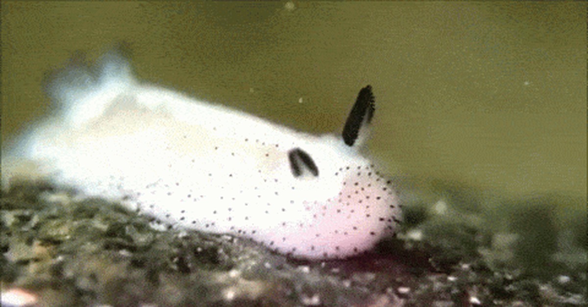 Слизняк "Морской кролик" - 07.01.16 09:40 | Пикабу