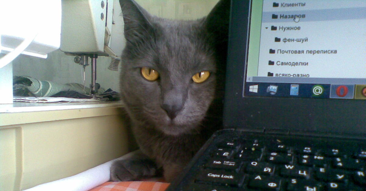 Котик | Пикабу