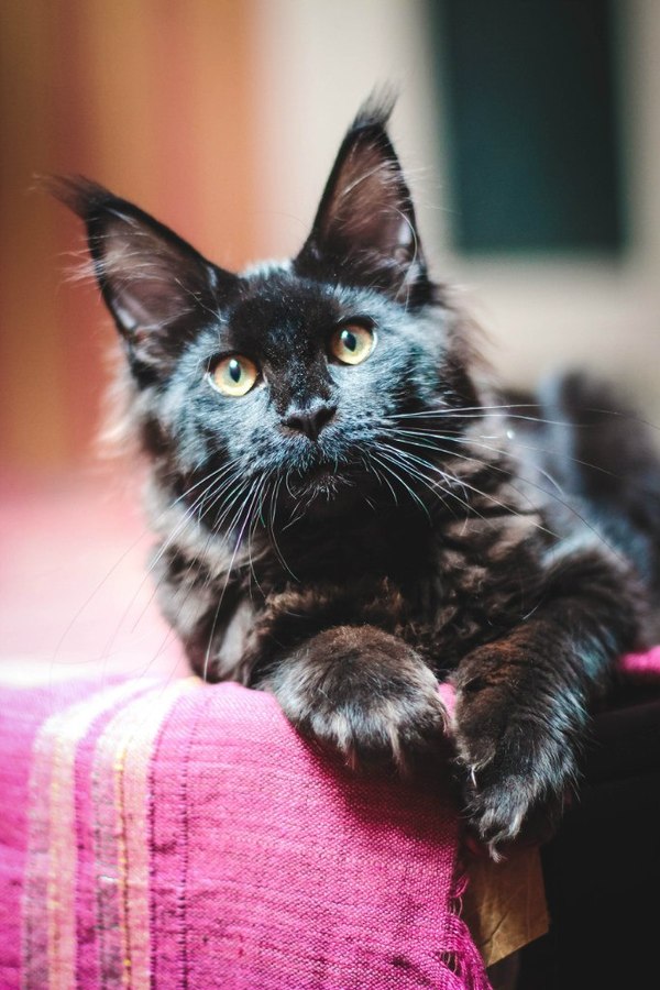 Мяу. КотоФото | Пикабу