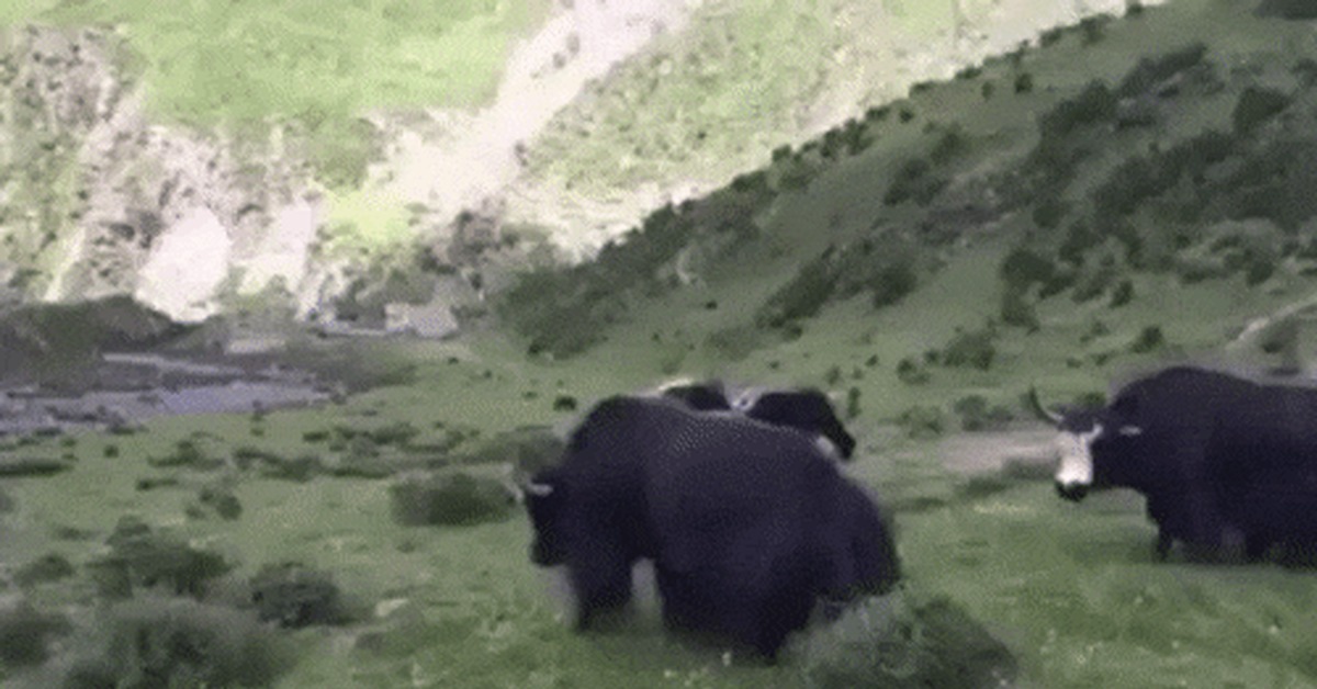 YAK FLIP | Пикабу