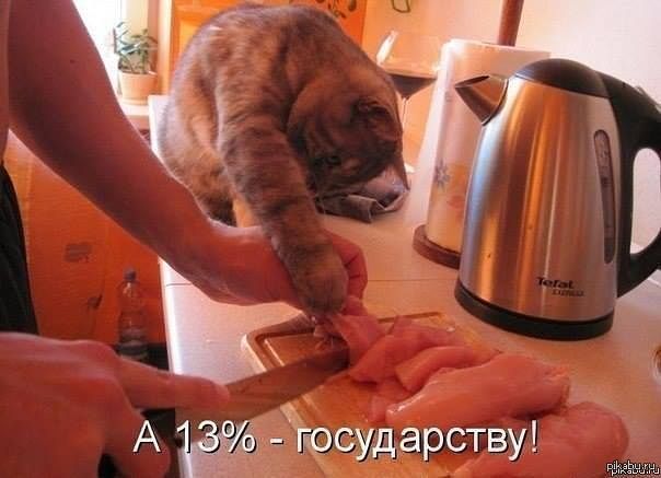 Кот - государь :) | Пикабу