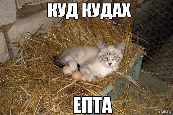 Курицы больше не нужны. | Пикабу