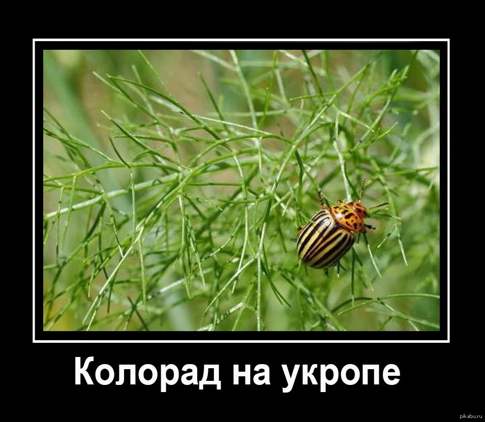 Когнитивный диссонанс | Пикабу