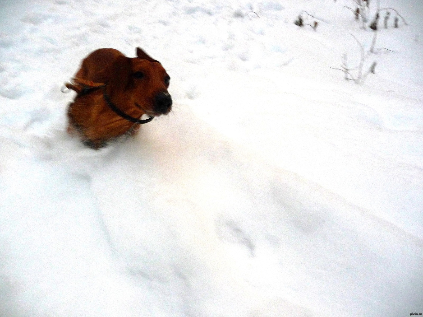 мой фотогеничный пёс | Пикабу
