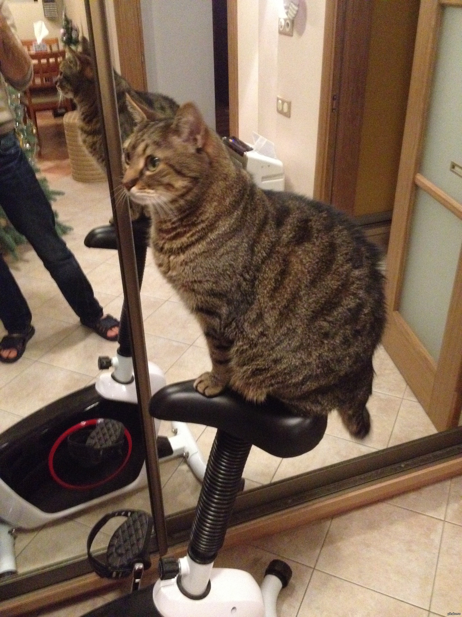 Котоспорт | Пикабу