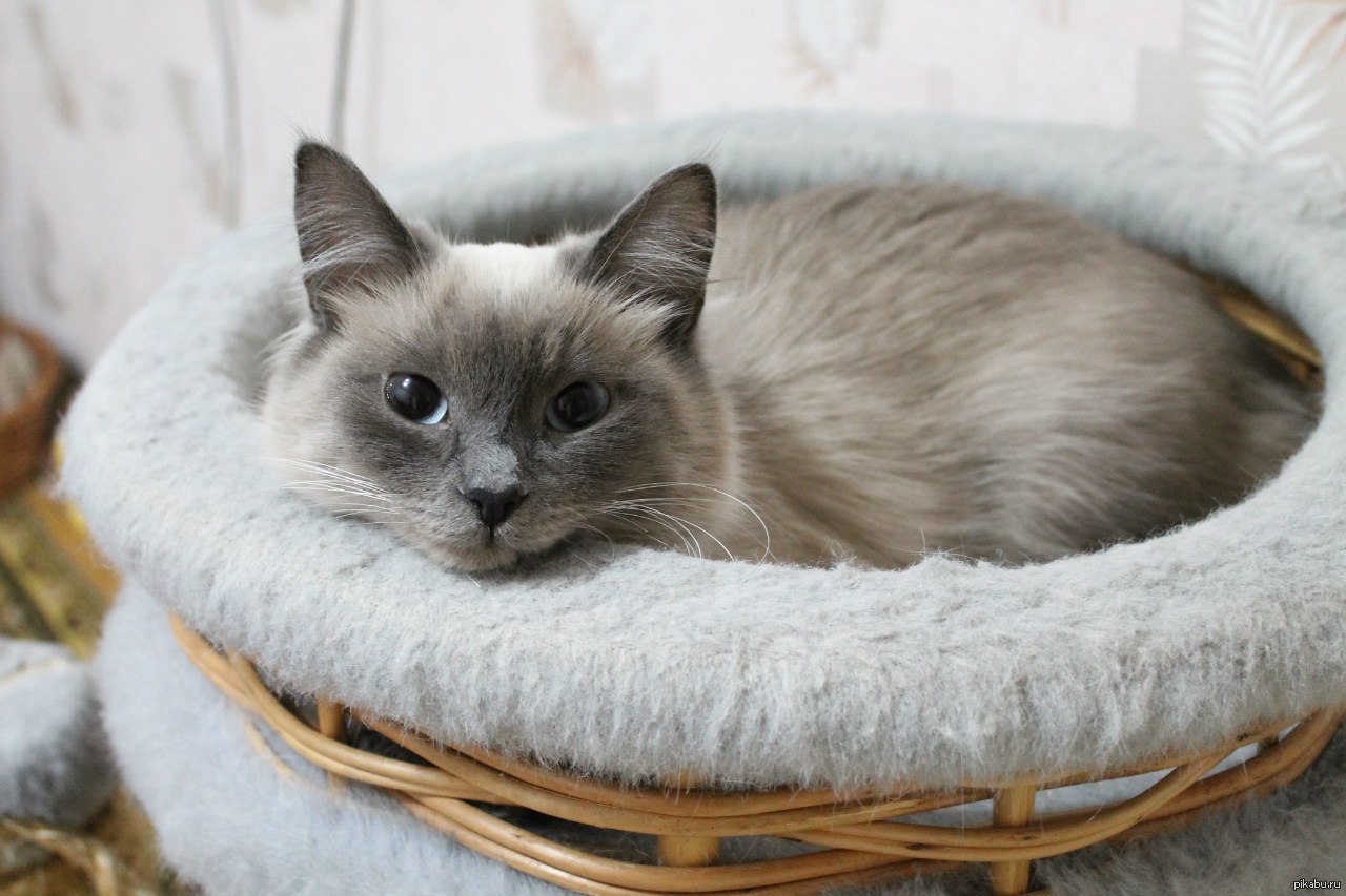 Говорят, тут любят милых котеек? Это Мишель, кошечка. | Пикабу