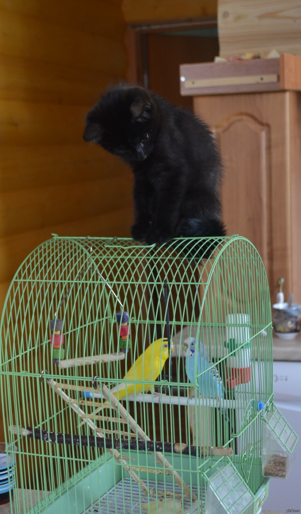 Мои разбойники | Пикабу