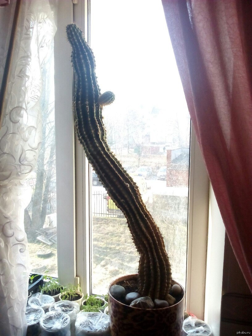 Дедушка кактус | Пикабу