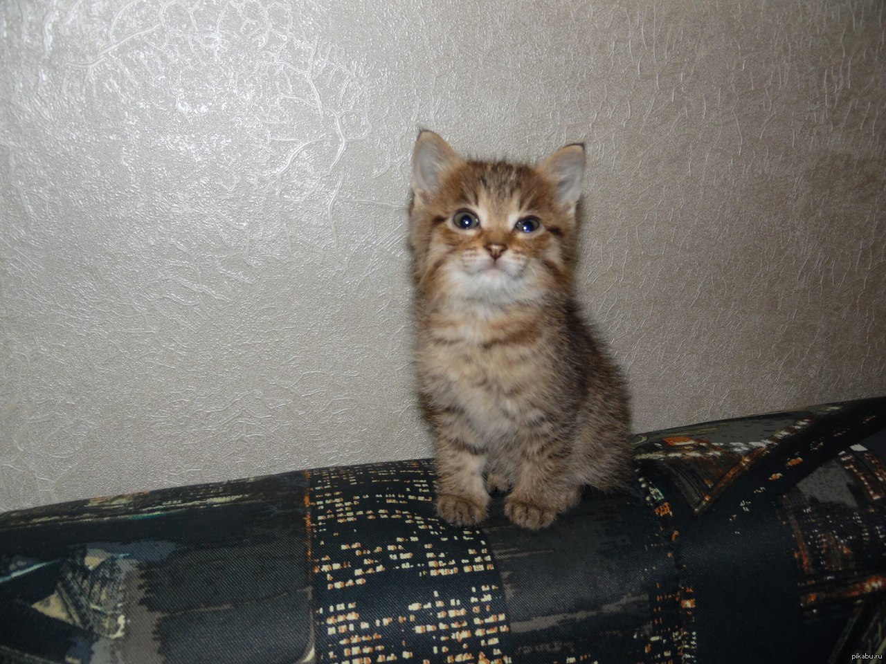 Улыбка котенка) | Пикабу