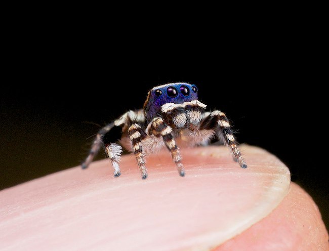 Соблазнителя в маске назвали самым милым пауком планеты - 08.01.16 23: ...