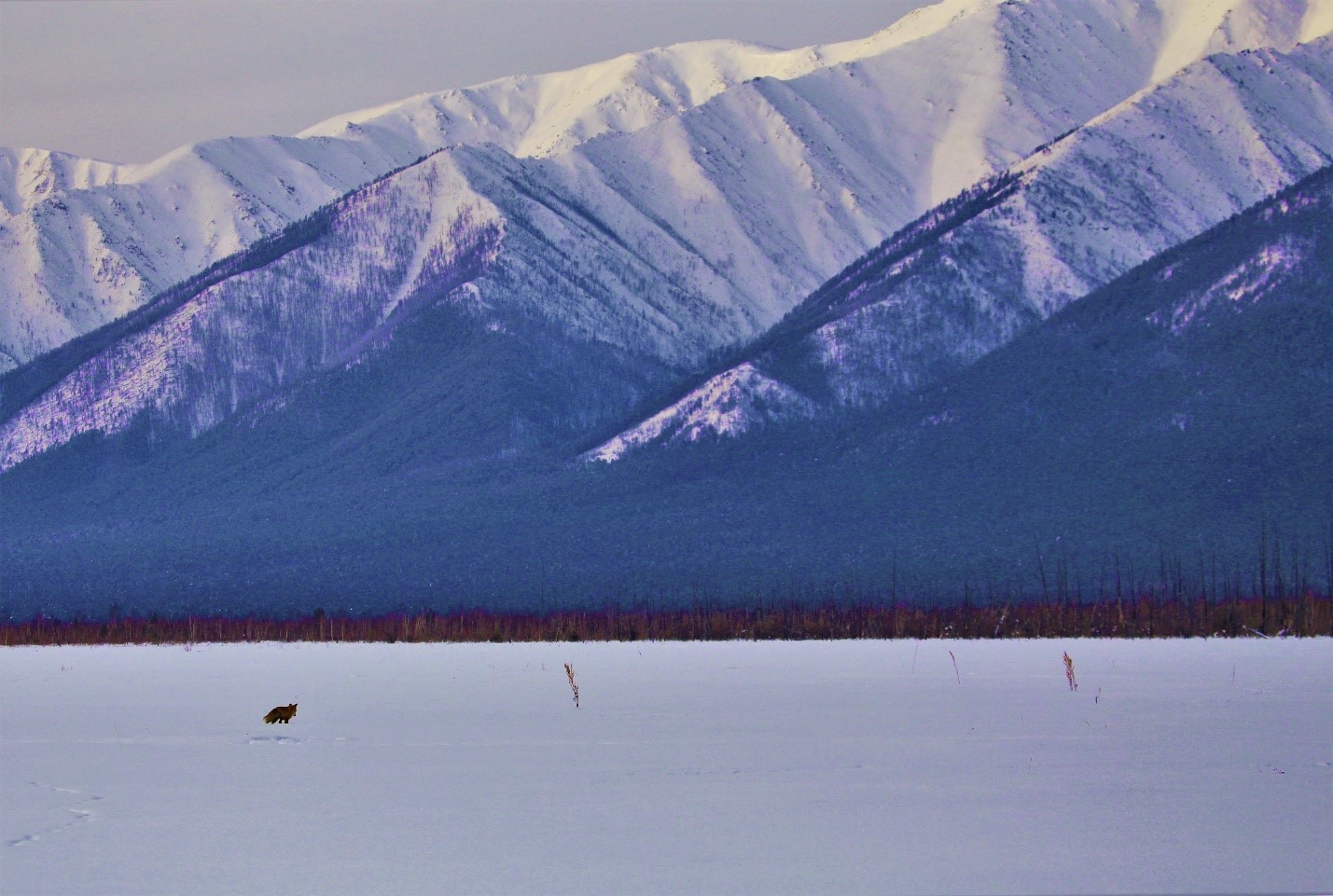 Про лиса Кузю и других обитателей Забайкальского заповедника | Пикабу