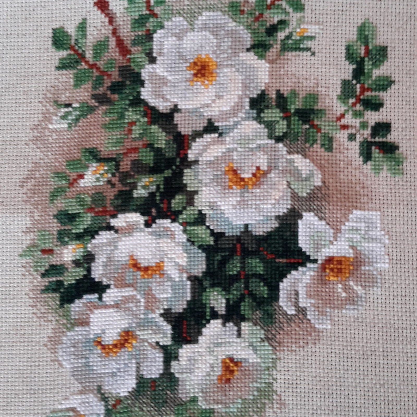 Белый шиповник | Пикабу