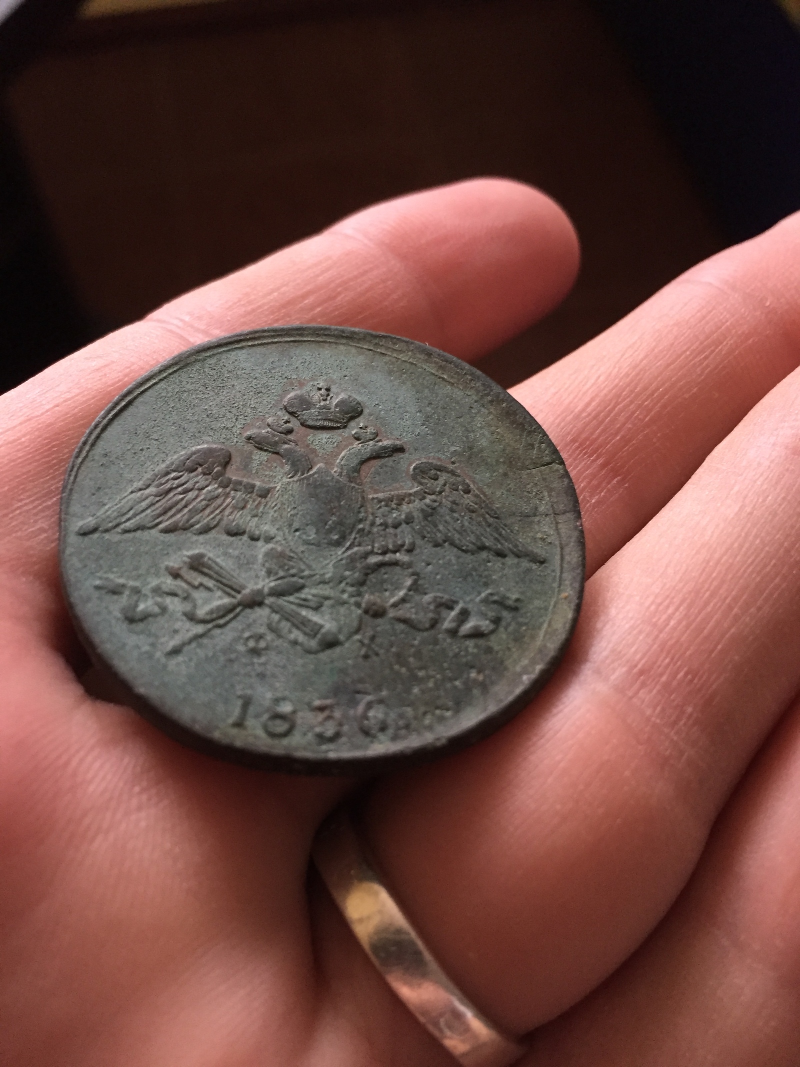 Ящерица | Пикабу