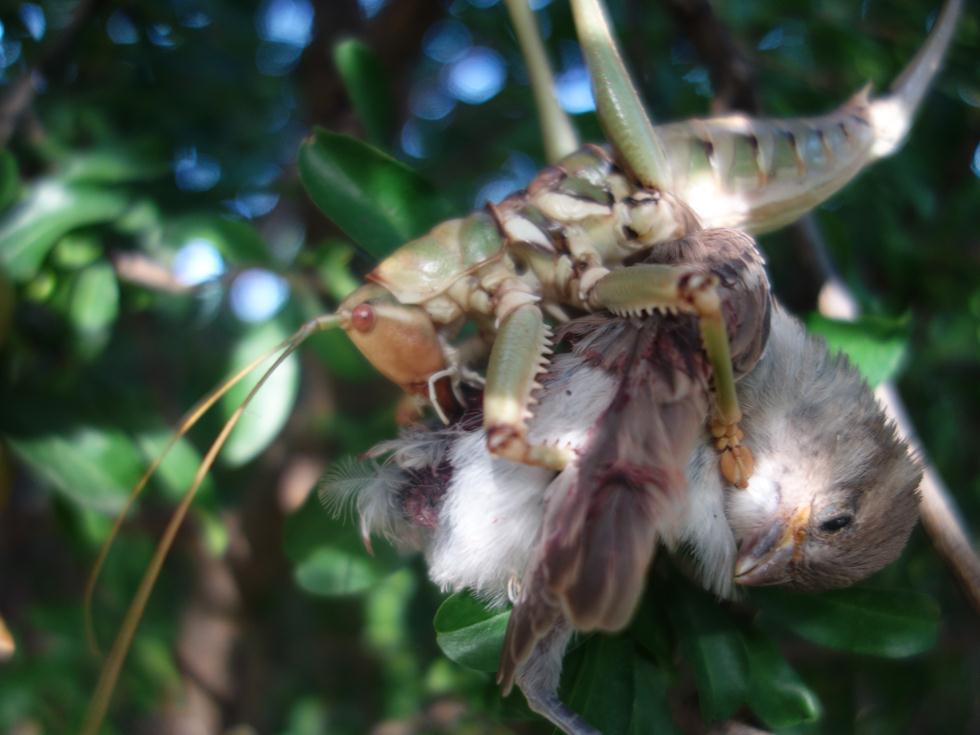 Saginae Katydid eating a Bird : r/natureismetal