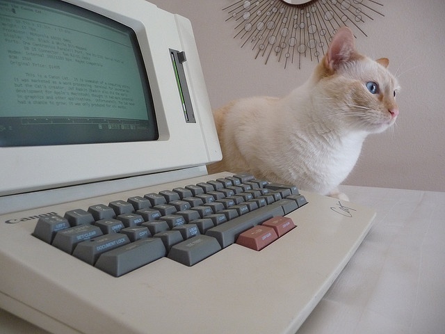 Взгляд в прошлое. Canon Cat. | Пикабу