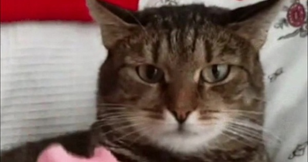 BSCAT | Пикабу