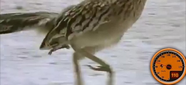 roadrunner | Пикабу