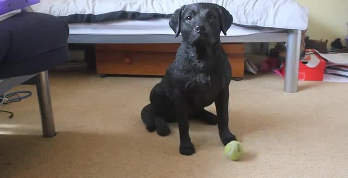 Stay, good boy! | Пикабу